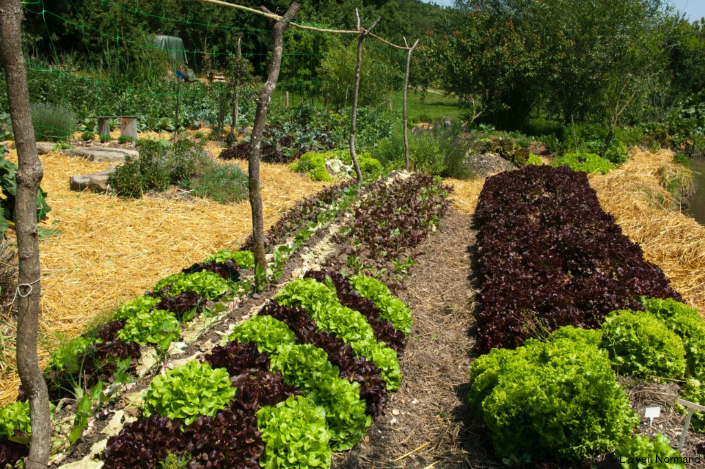 Créer une micro-agriculture biointensive sur une petite surface ...